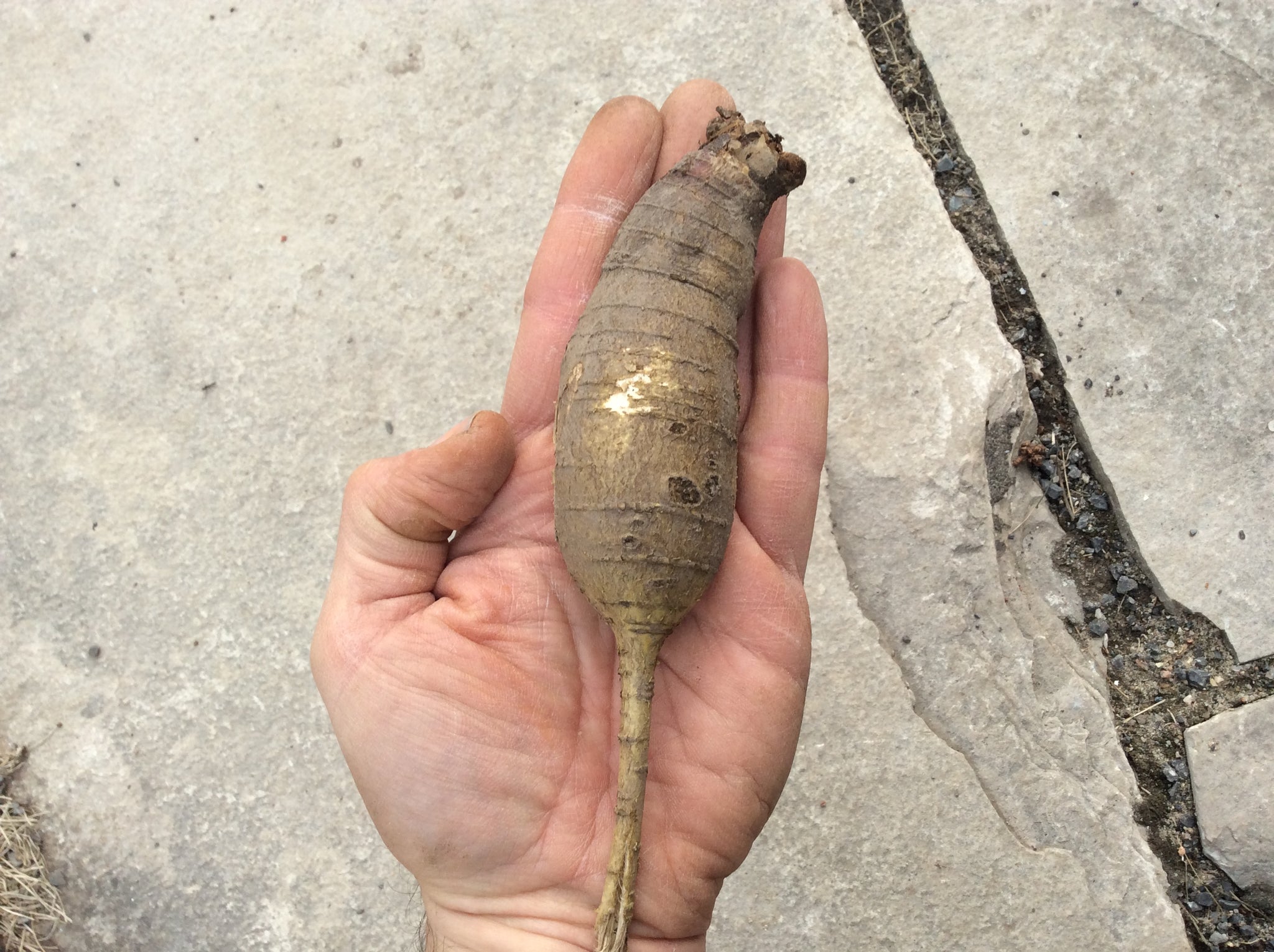 Prairie Turnip - Pediomelum esculentum (10 seeds) – Norton Naturals