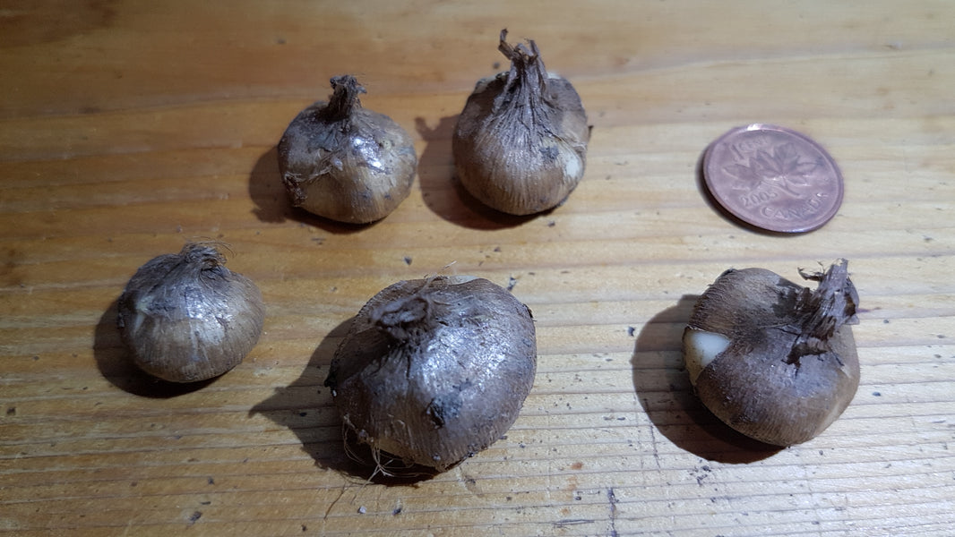 Native Plants – Norton Naturals